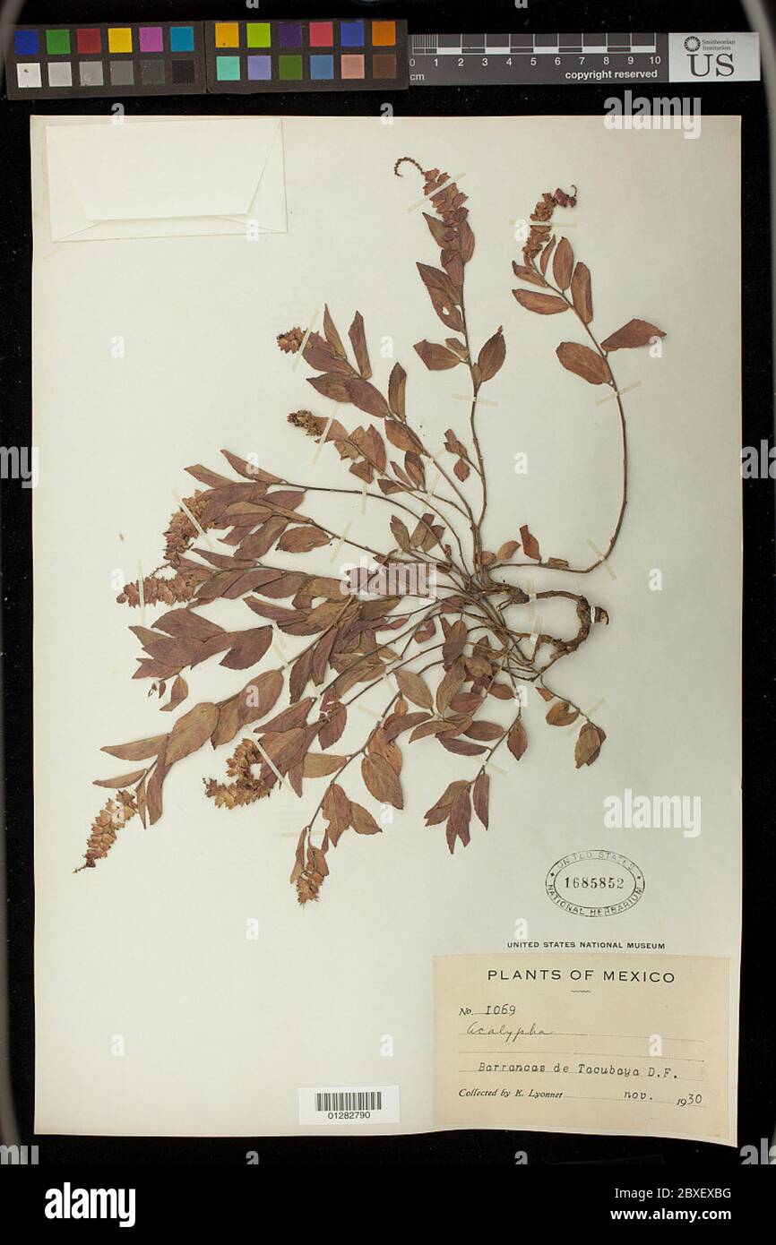 Acalypha sp hi-res stock photography and images - Alamy