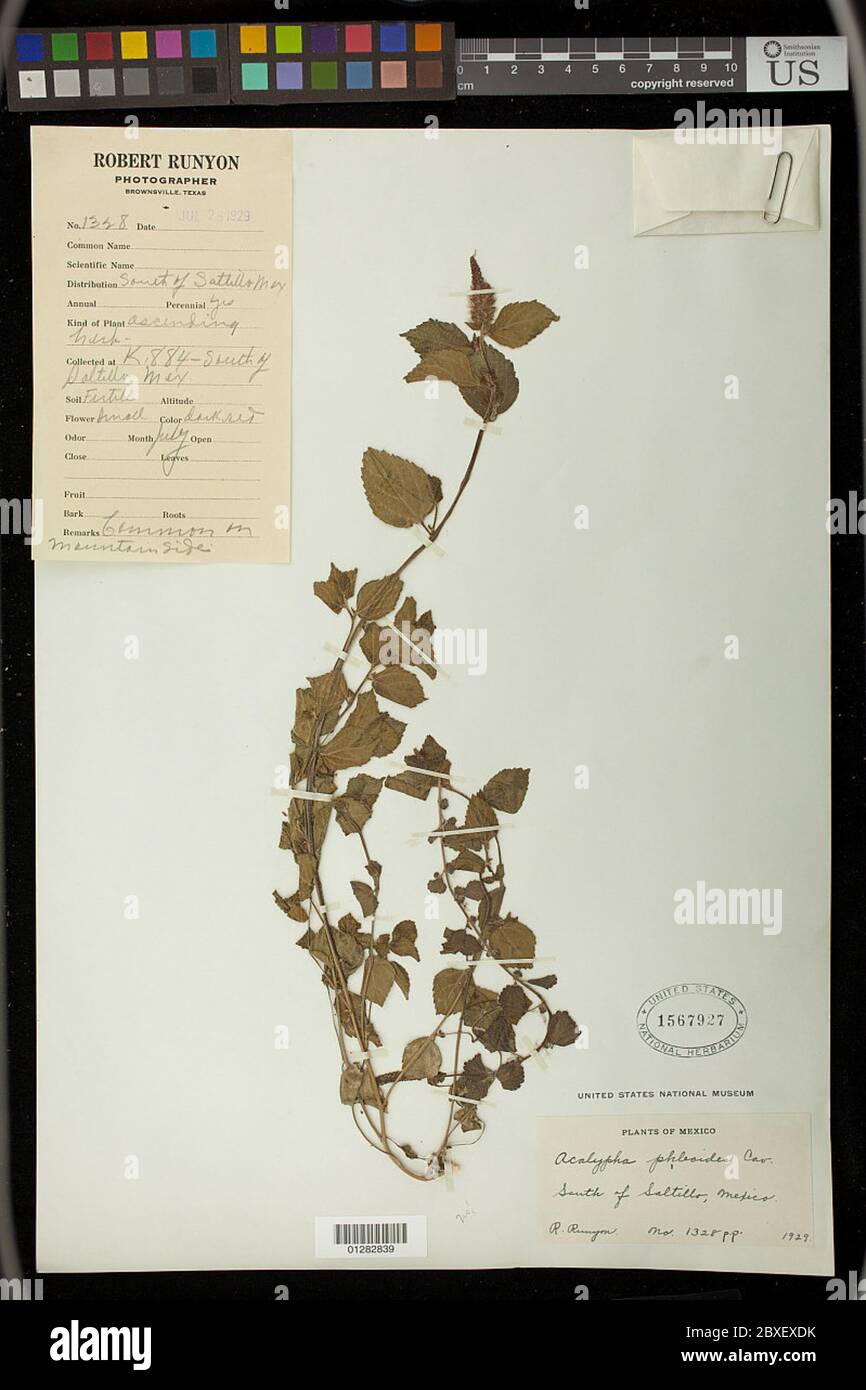 Acalypha sp hi-res stock photography and images - Alamy