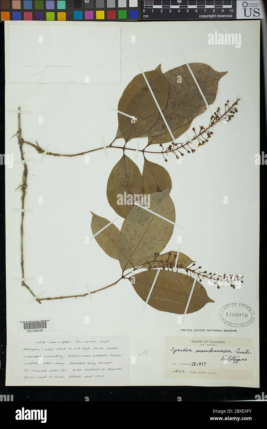 Spachea membranacea Cuatrec Spachea membranacea Cuatrec Stock Photo - Alamy