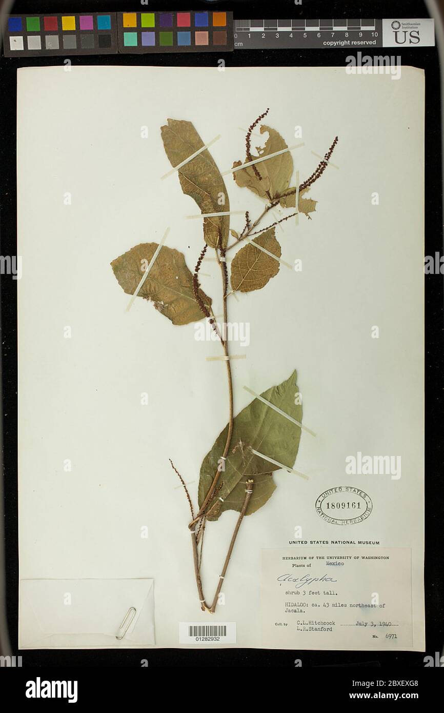 Acalypha sp hi-res stock photography and images - Alamy