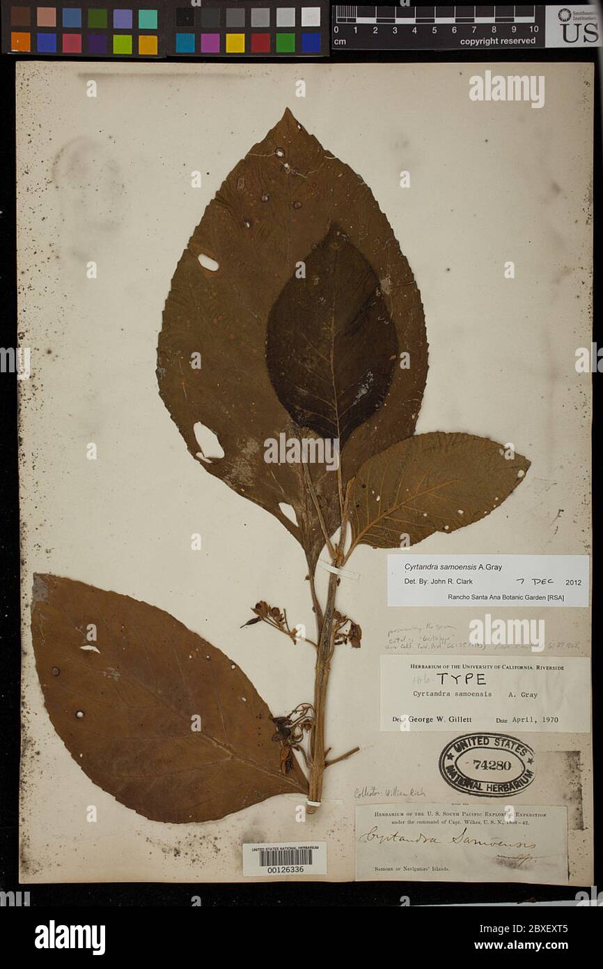 Samoensis hi-res stock photography and images - Alamy