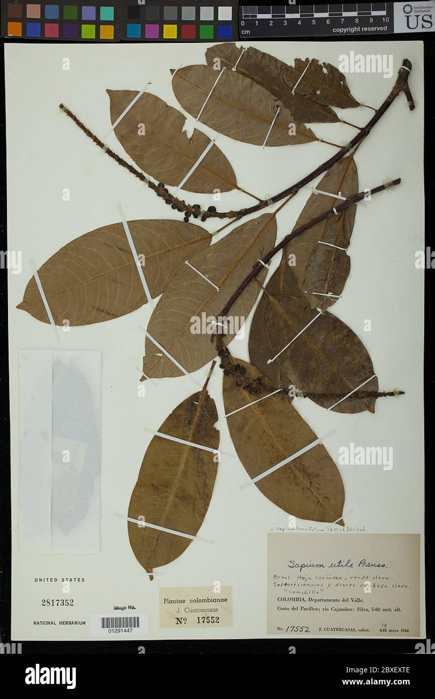 Laurifolium hi-res stock photography and images - Alamy