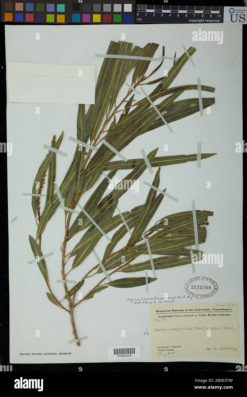 Sapium haematospermum hi-res stock photography and images - Alamy