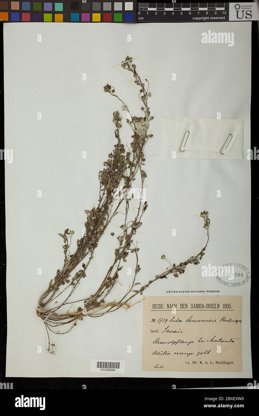 Samoensis hi-res stock photography and images - Alamy