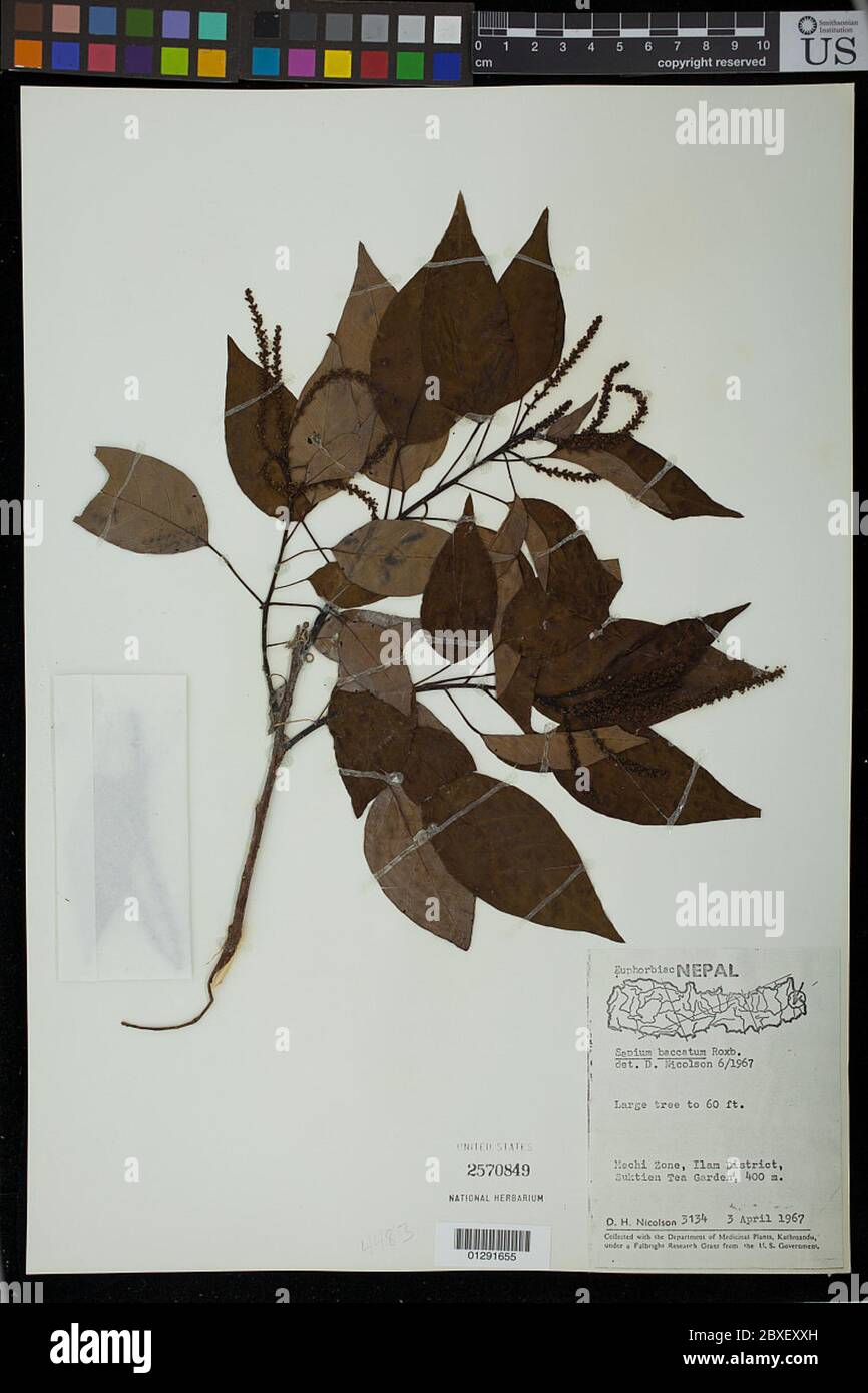 Sapium baccatum Roxb Sapium baccatum Roxb Stock Photo - Alamy