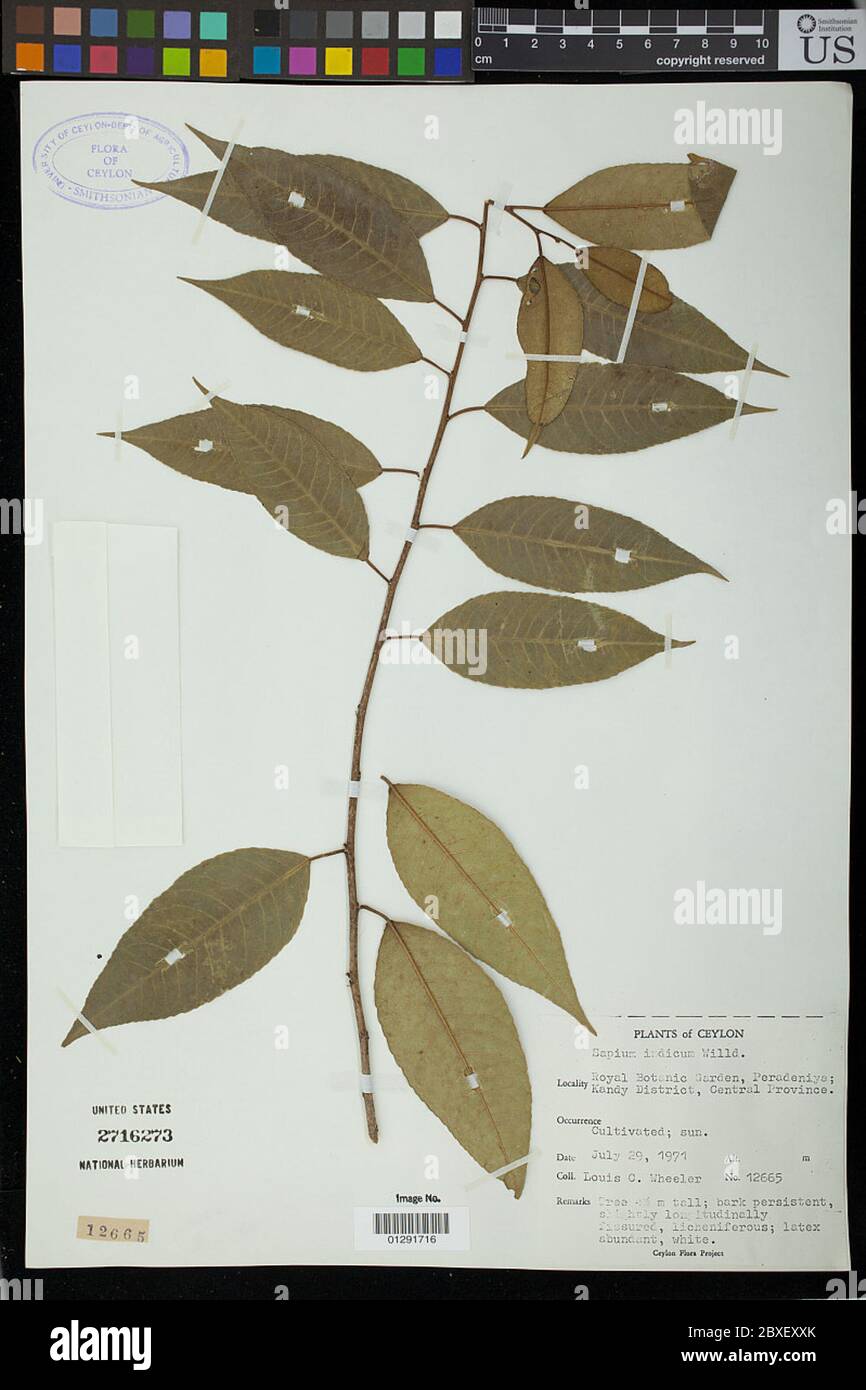 Sapium indicum Willd Sapium indicum Willd Stock Photo - Alamy