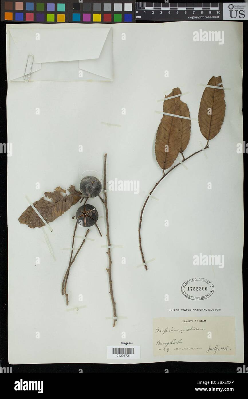 Indian spurge tree hi-res stock photography and images - Alamy