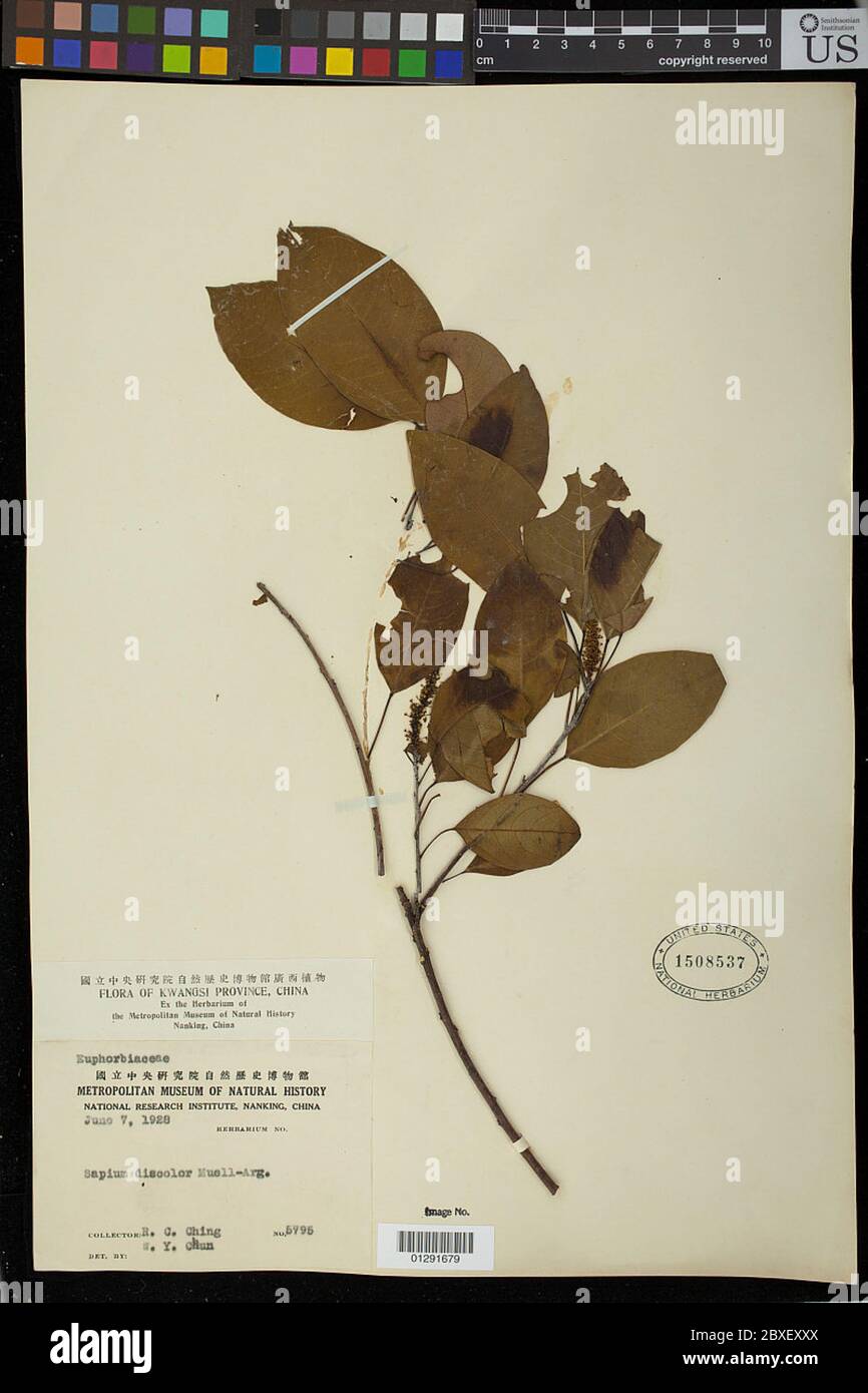 Sapium discolor Champ ex Benth Mll Arg Sapium discolor Champ ex Benth ...