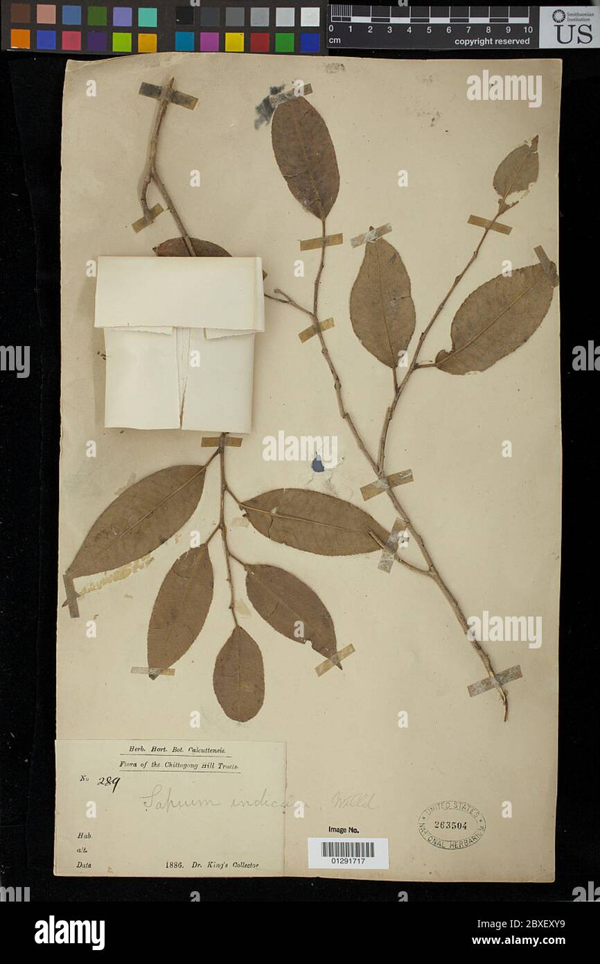 Sapium indicum Willd Sapium indicum Willd Stock Photo - Alamy