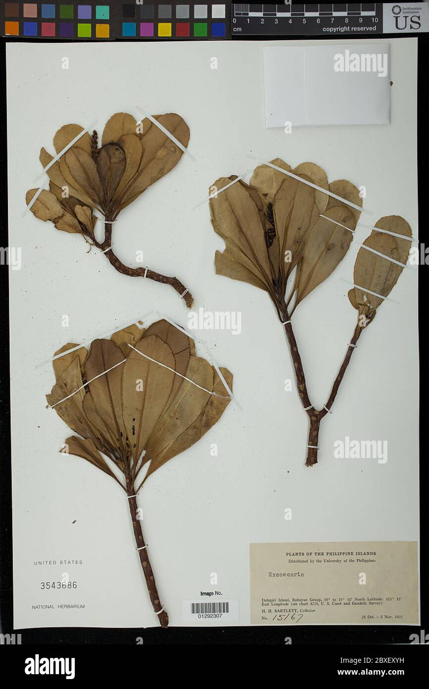 Excoecaria sp Excoecaria sp Stock Photo - Alamy