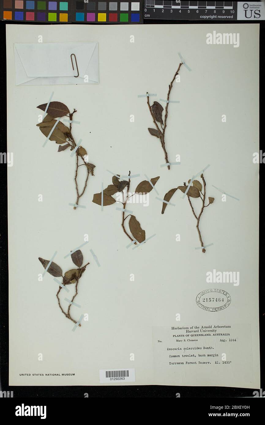 Excoecaria hi-res stock photography and images - Alamy