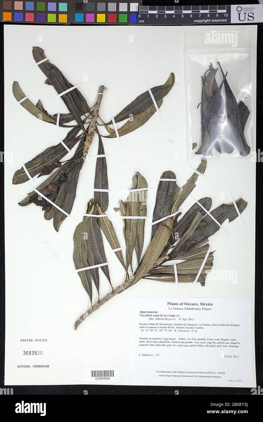 Thevetia ovata Cav A DC Thevetia ovata Cav A DC Stock Photo - Alamy