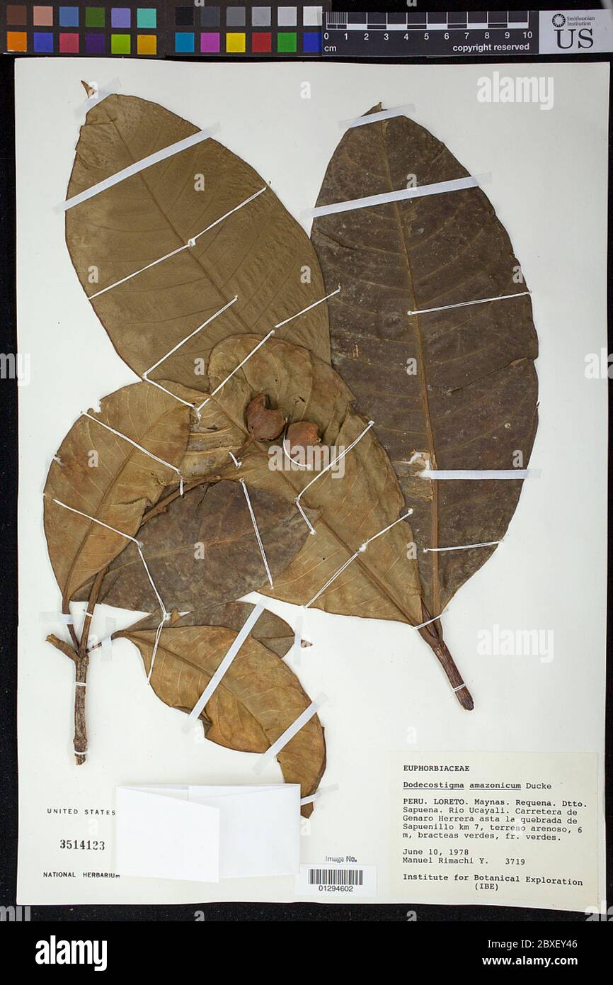 Amazonicum hi-res stock photography and images - Alamy