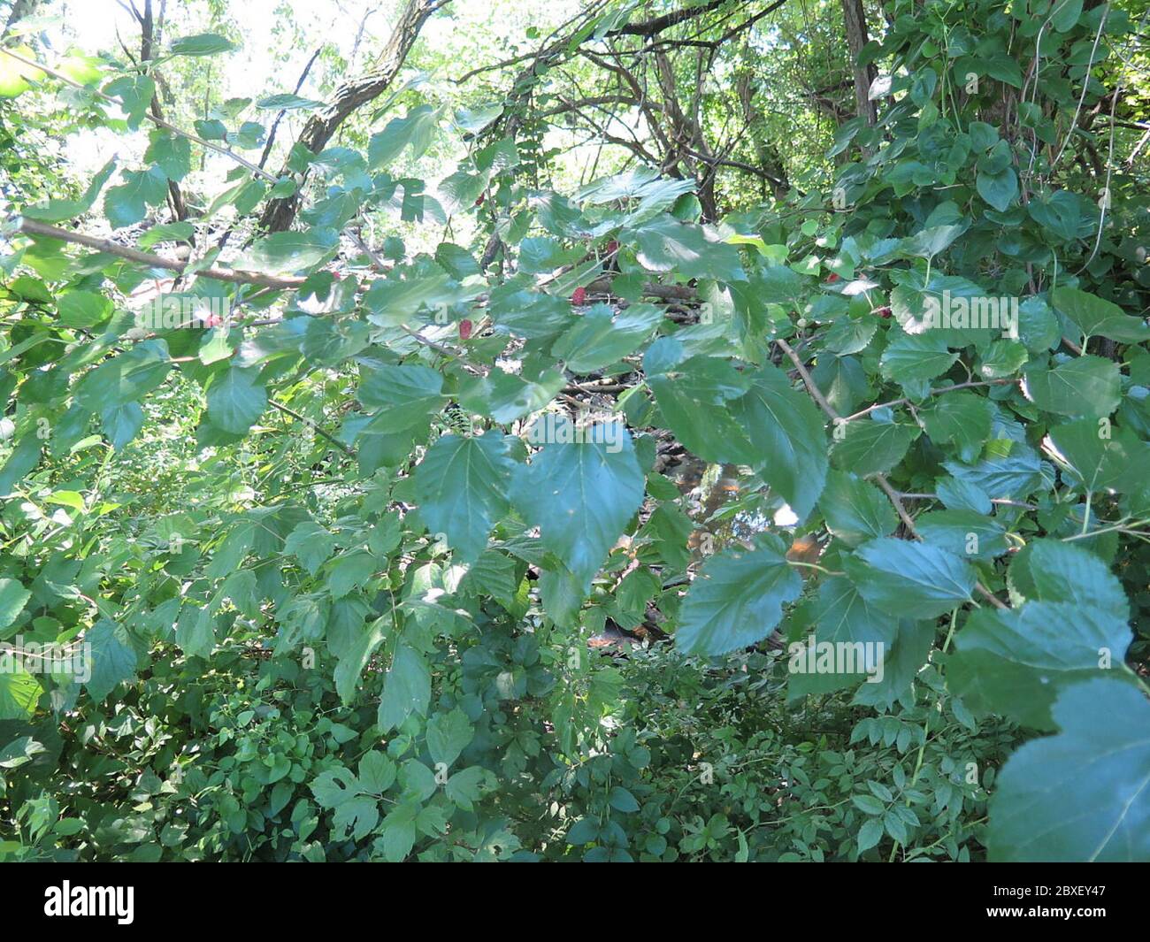 Morus alba l hi-res stock photography and images - Alamy