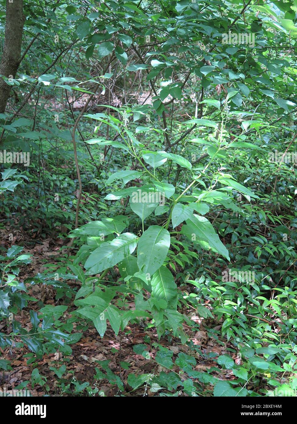Phytolacca americana l hi-res stock photography and images - Alamy