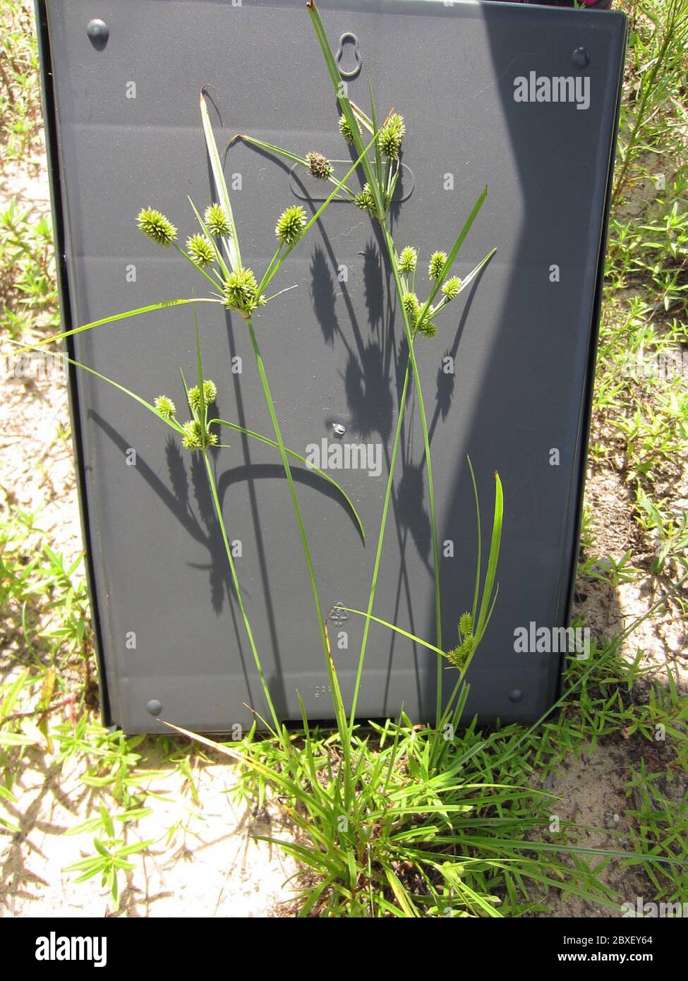 Cyperus retrorsus Chapm Cyperus retrorsus Chapm Stock Photo - Alamy