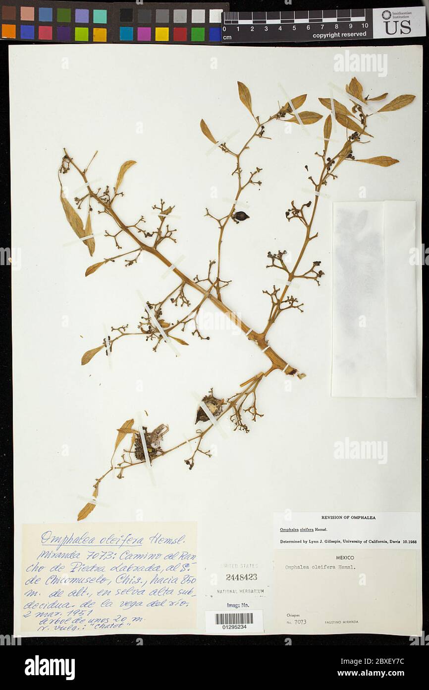 Omphalea hi-res stock photography and images - Alamy