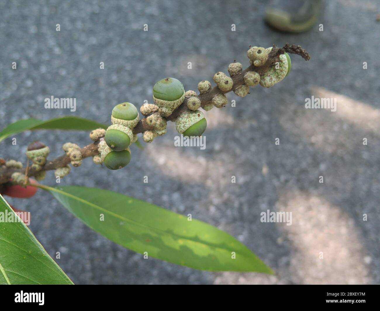 Quercus sp Quercus sp Stock Photo - Alamy