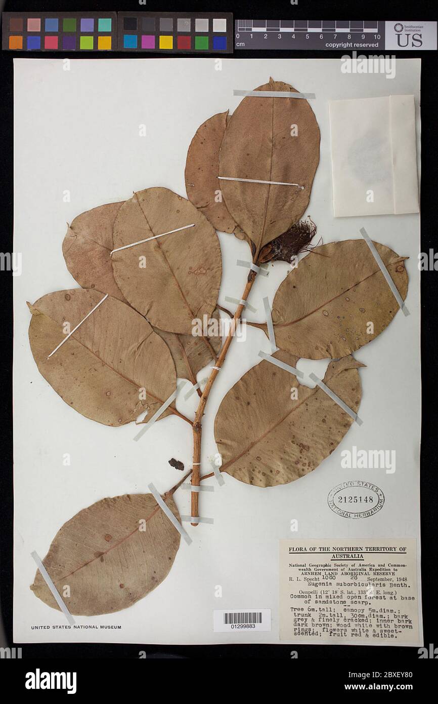 Suborbicularis hi-res stock photography and images - Alamy