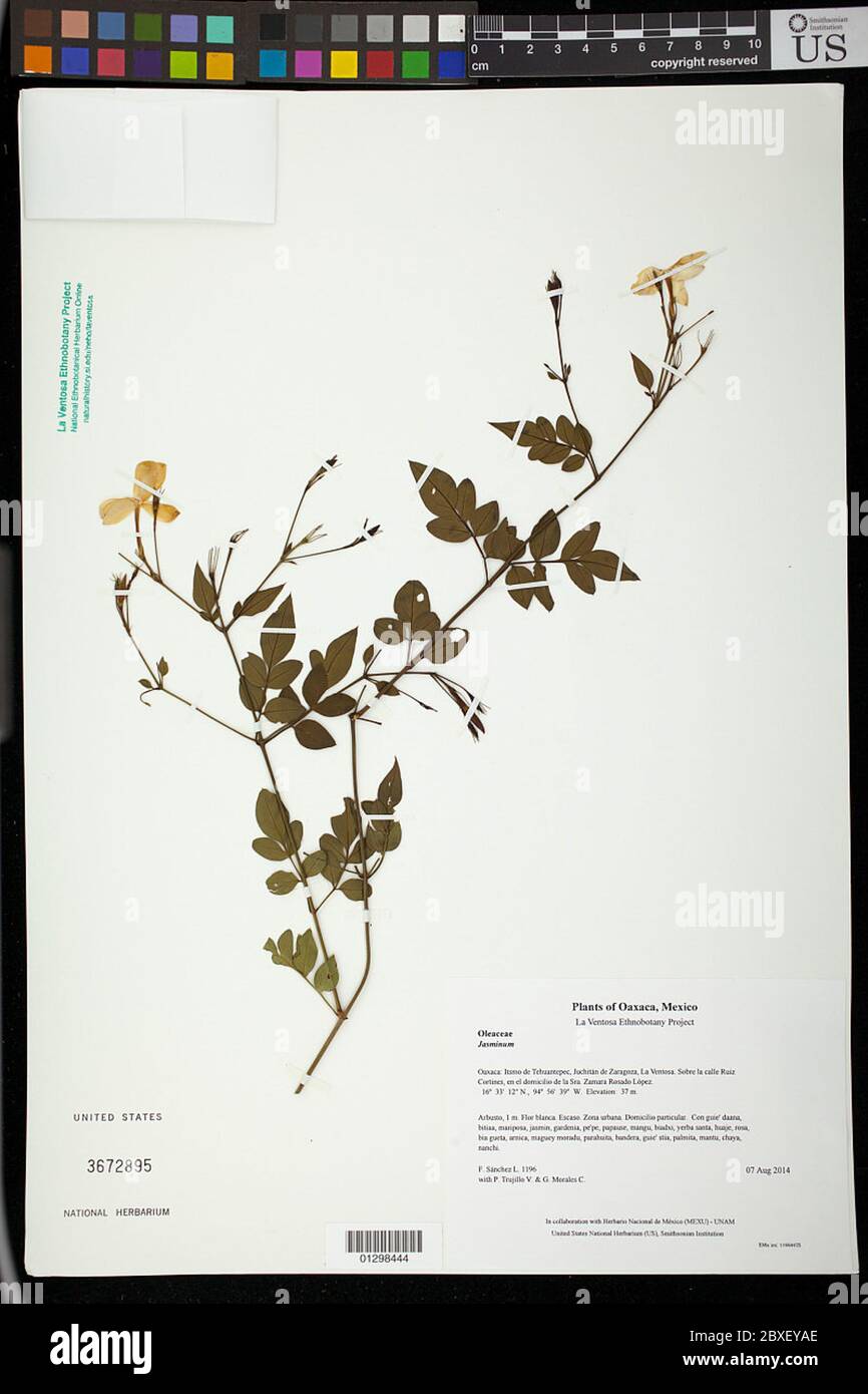 Jasminum grandiflorum L Jasminum grandiflorum L Stock Photo - Alamy