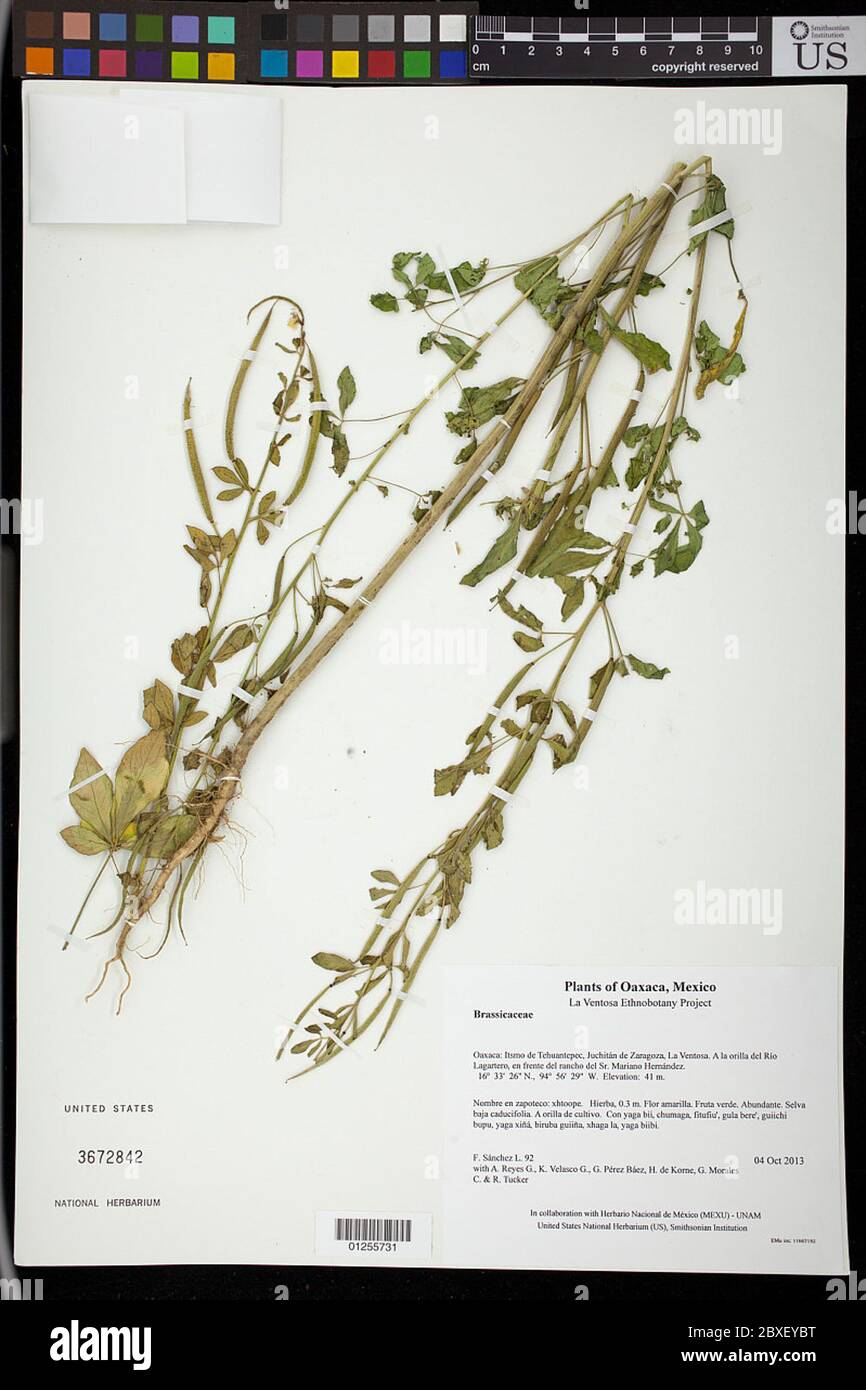 Wild cleome hi-res stock photography and images - Alamy