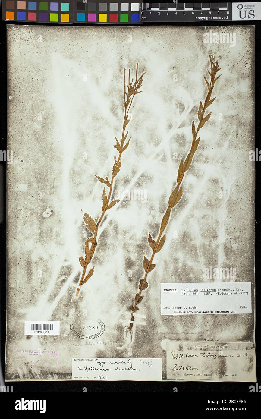 Epilobium hallianum Hausskn Epilobium hallianum Hausskn Stock Photo - Alamy