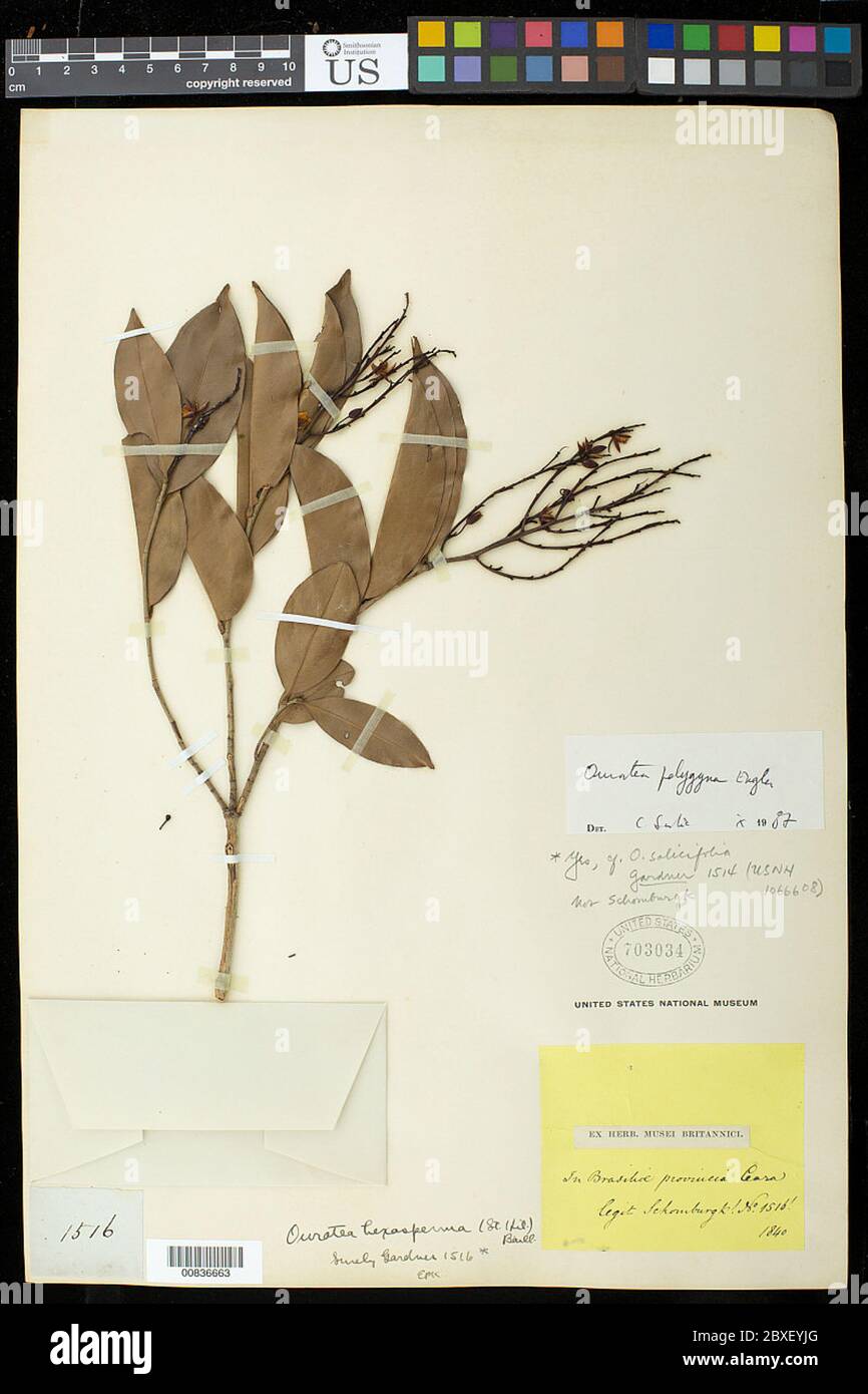 Ouratea hi-res stock photography and images - Alamy