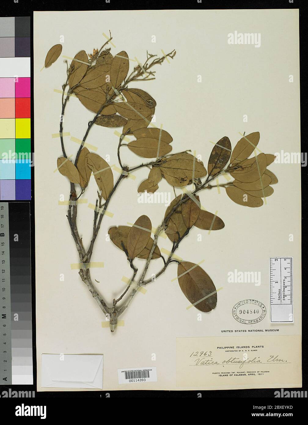Vatica obtusifolia Elmer Vatica obtusifolia Elmer Stock Photo - Alamy