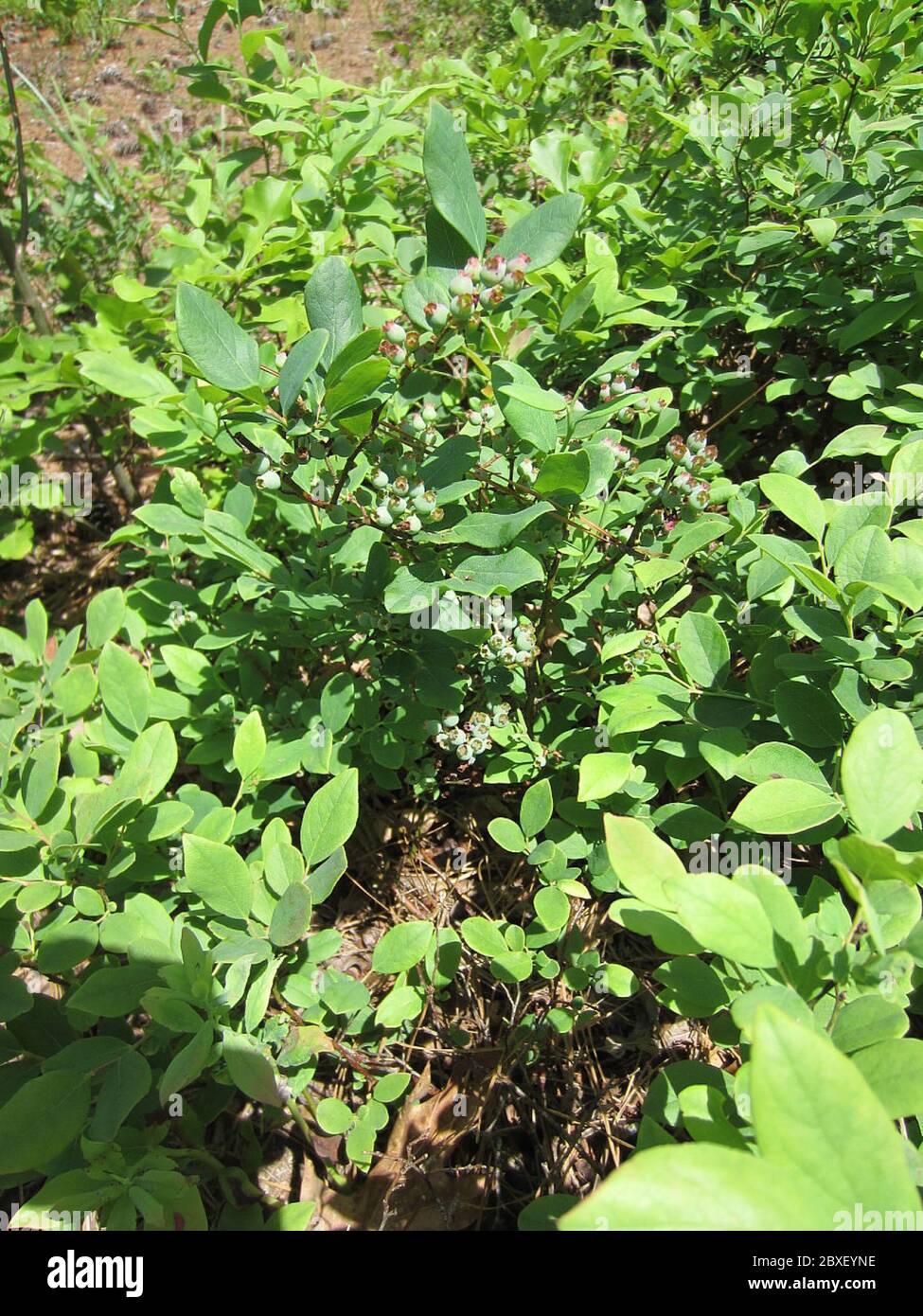 Vaccinium vacillans Torr Vaccinium vacillans Torr Stock Photo - Alamy