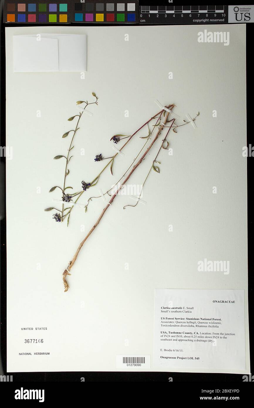 Clarkia australis E Small Clarkia australis E Small Stock Photo - Alamy