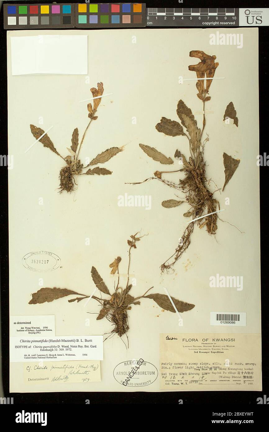 Chirita quercifolia D Wood Chirita quercifolia D Wood Stock Photo - Alamy