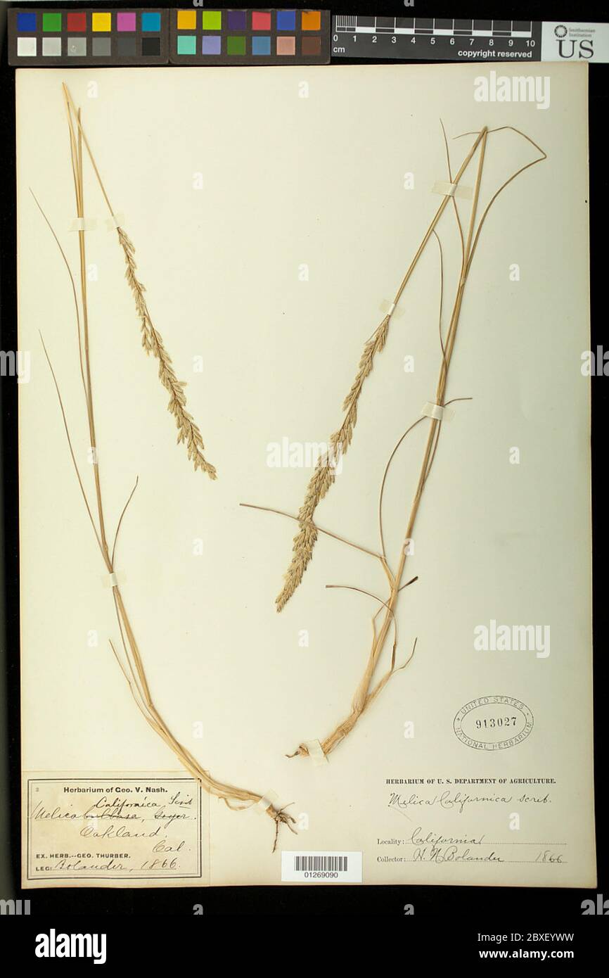 Scribn hi-res stock photography and images - Alamy