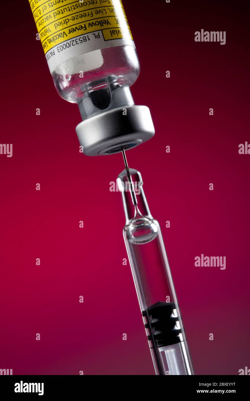 A syringe drawing an injection of Yellow Fever Vaccine Stock Photo - Alamy