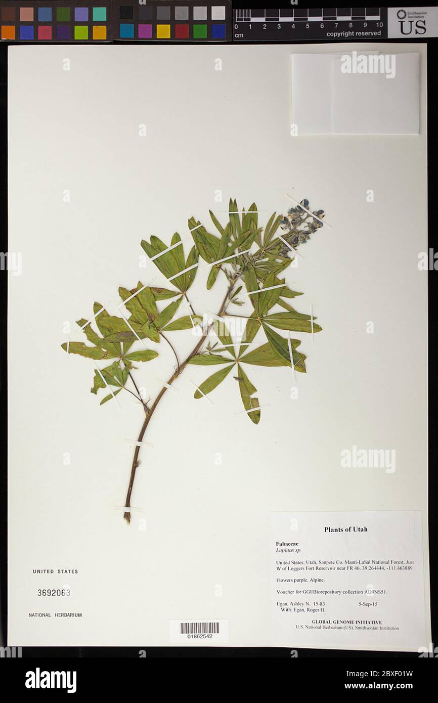 Lupinus sp Lupinus sp Stock Photo - Alamy