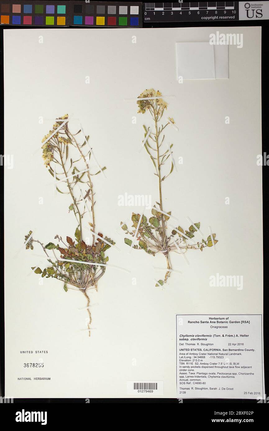 Chylismia claviformis Torr Frm A Heller subsp claviformis Chylismia ...