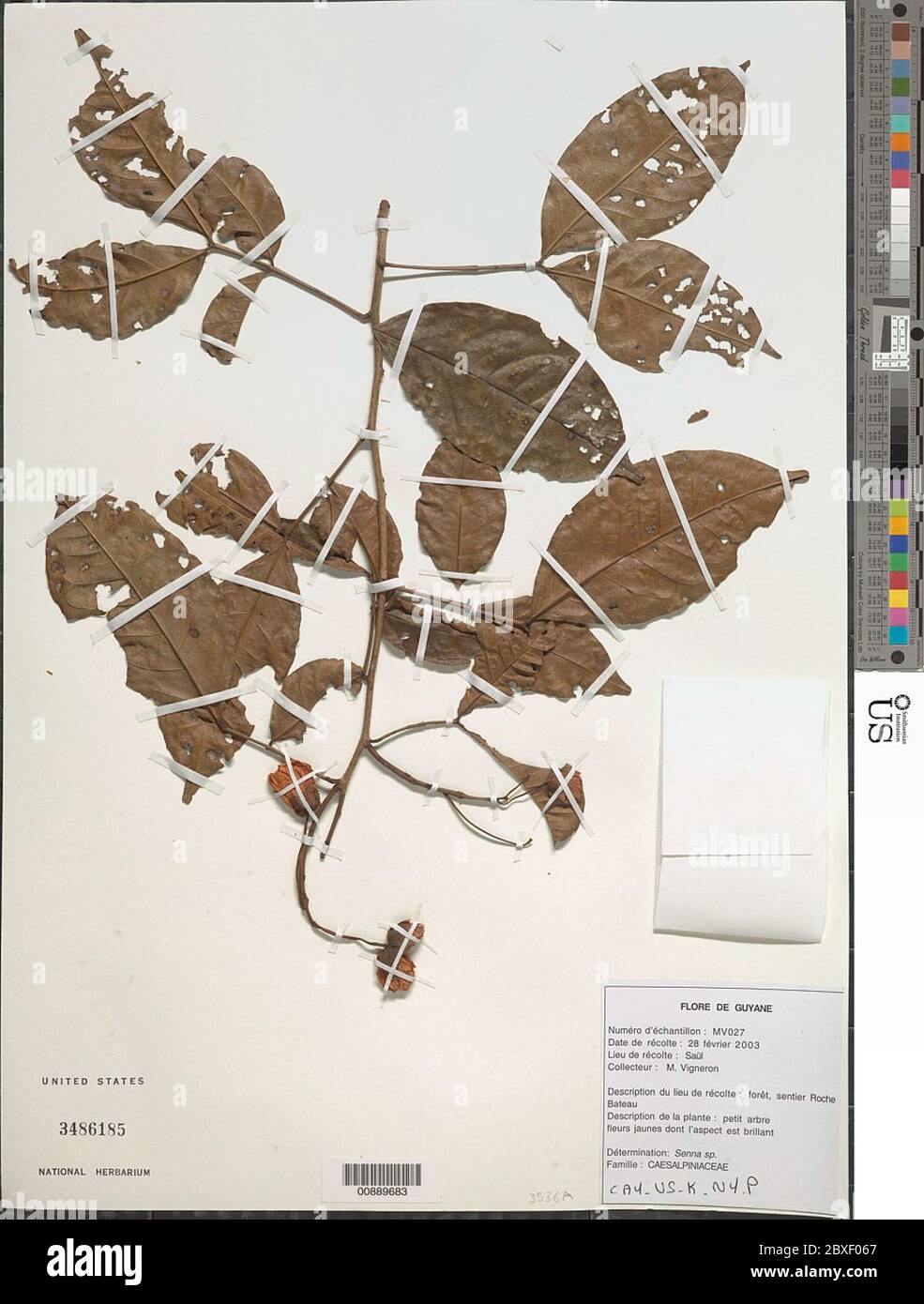 Senna sp hi-res stock photography and images - Alamy