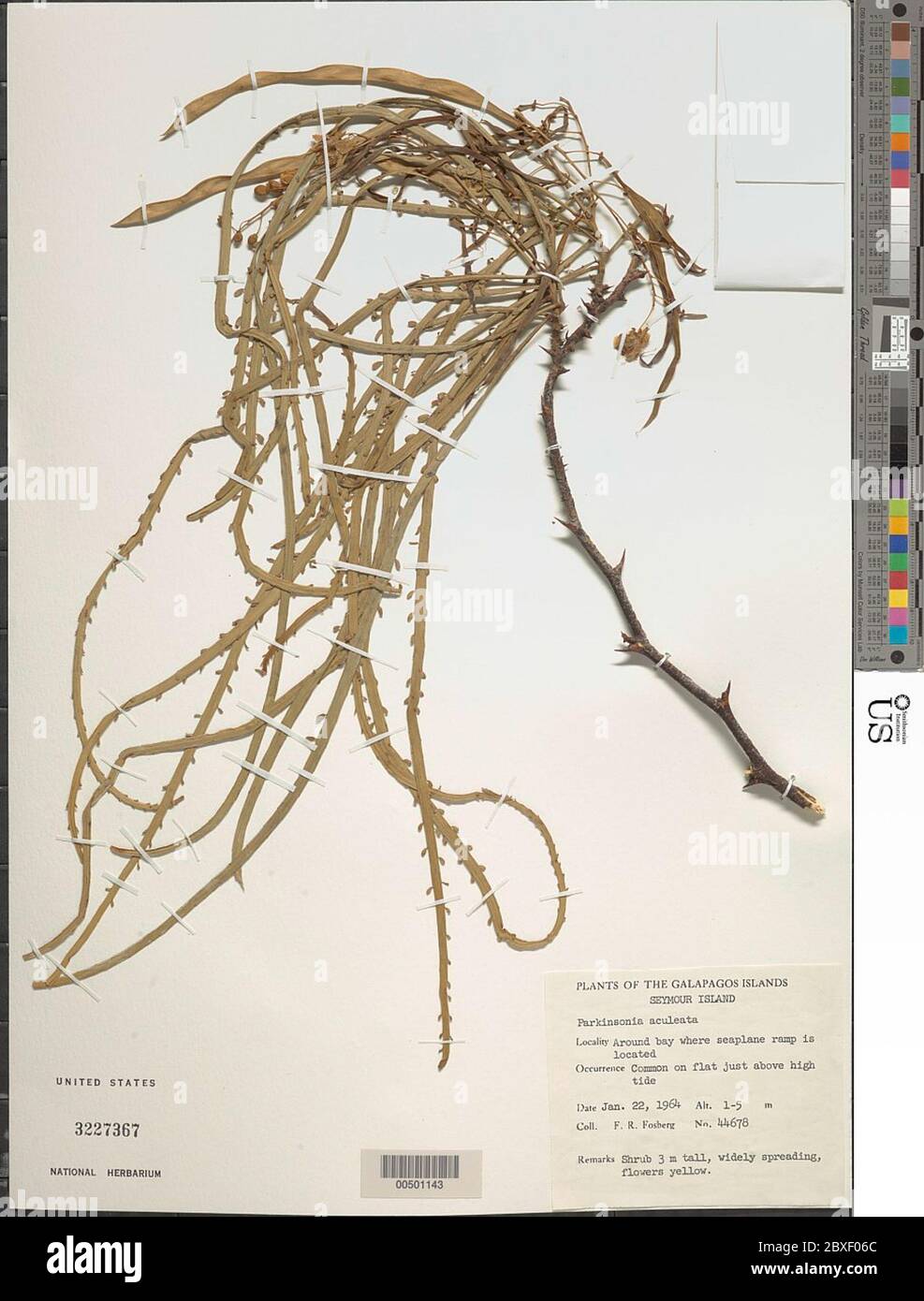 Parkinsonia aculeata plant hi-res stock photography and images - Alamy