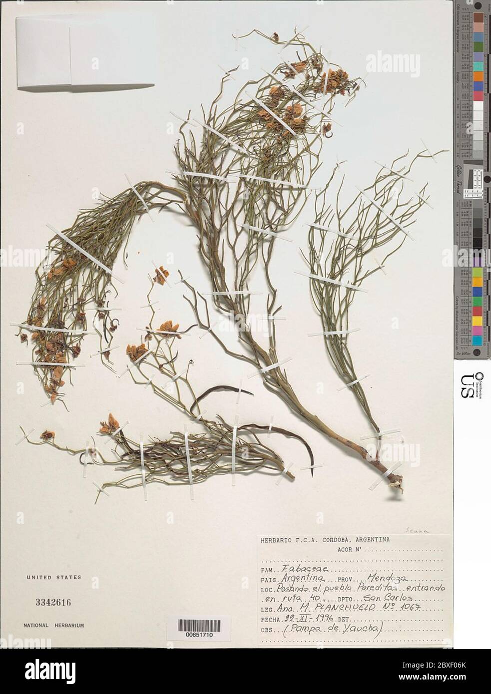 Senna sp Senna sp Stock Photo - Alamy