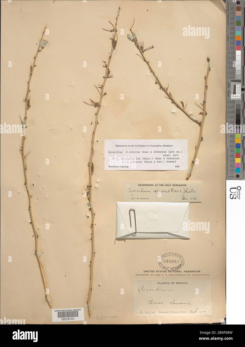 Cercidium hi-res stock photography and images - Alamy