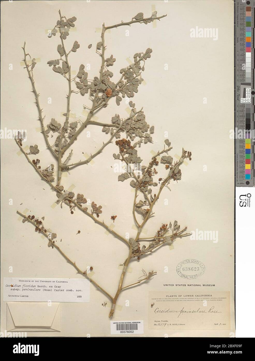 Cercidium floridum subsp peninsulare Cercidium floridum subsp ...