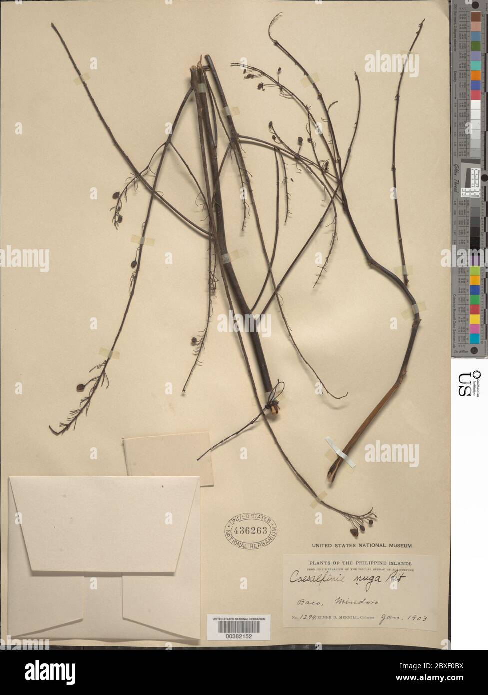 Caesalpinia crista L Caesalpinia crista L Stock Photo - Alamy