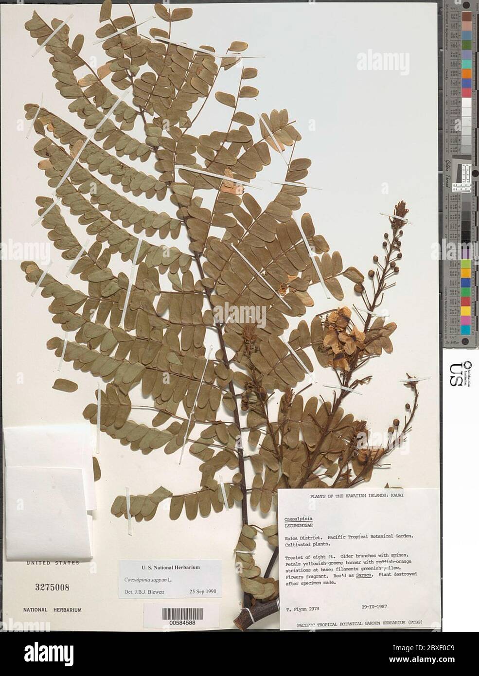 Caesalpinia sappan L Caesalpinia sappan L Stock Photo - Alamy