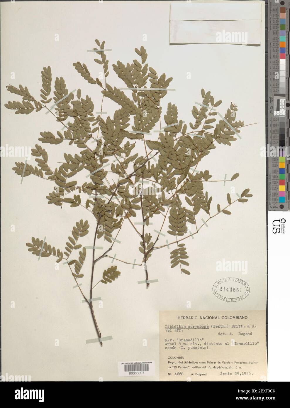 Caesalpinia glabrata Caesalpinia glabrata Stock Photo - Alamy