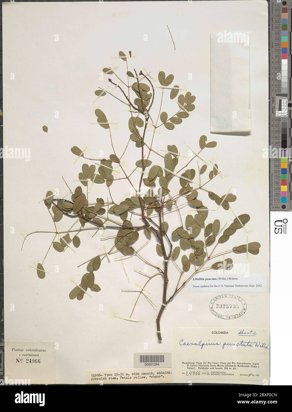 Libidibia punctata Willd Britton Libidibia punctata Willd Britton Stock ...