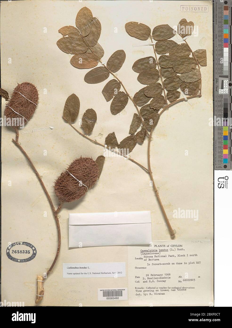 Bonduc hi-res stock photography and images - Alamy