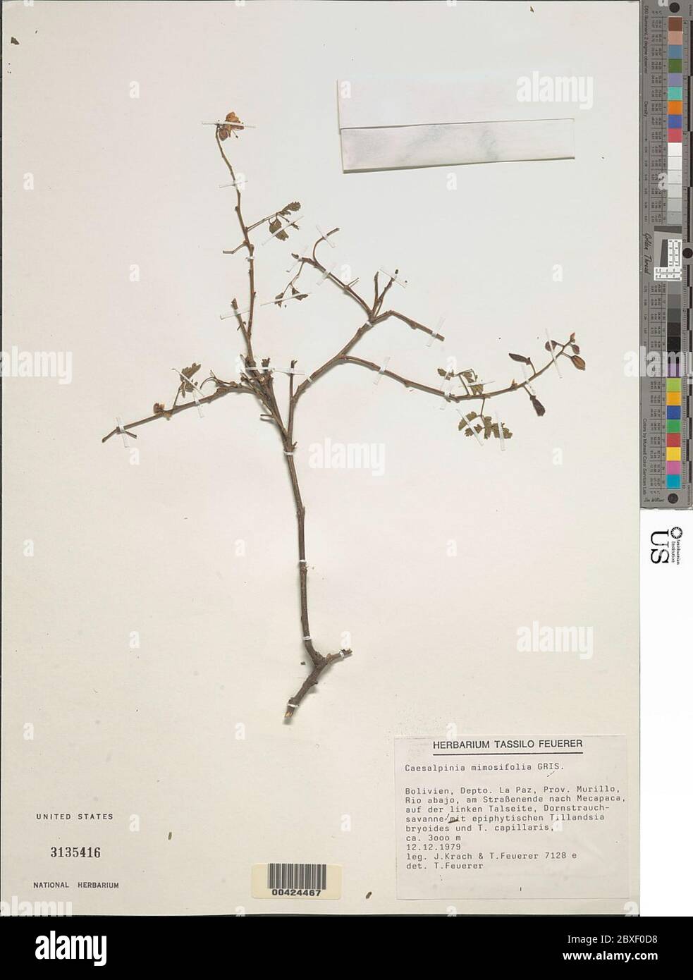 Caesalpinia mimosifolia Griseb Caesalpinia mimosifolia Griseb Stock ...