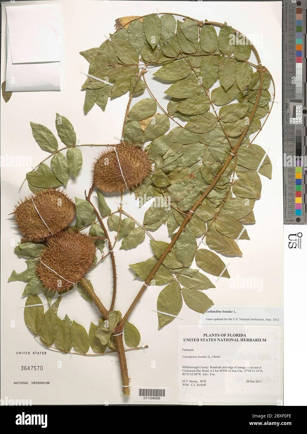 Guilandina bonduc L Guilandina bonduc L Stock Photo - Alamy