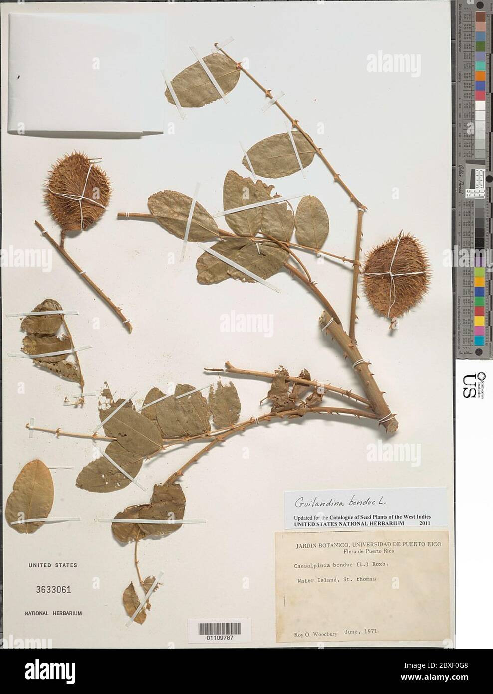 Bonduc hi-res stock photography and images - Alamy