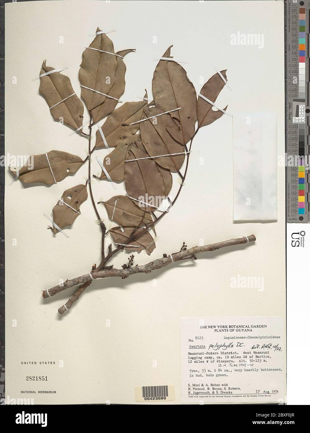 Swartzia polyphylla hi-res stock photography and images - Alamy