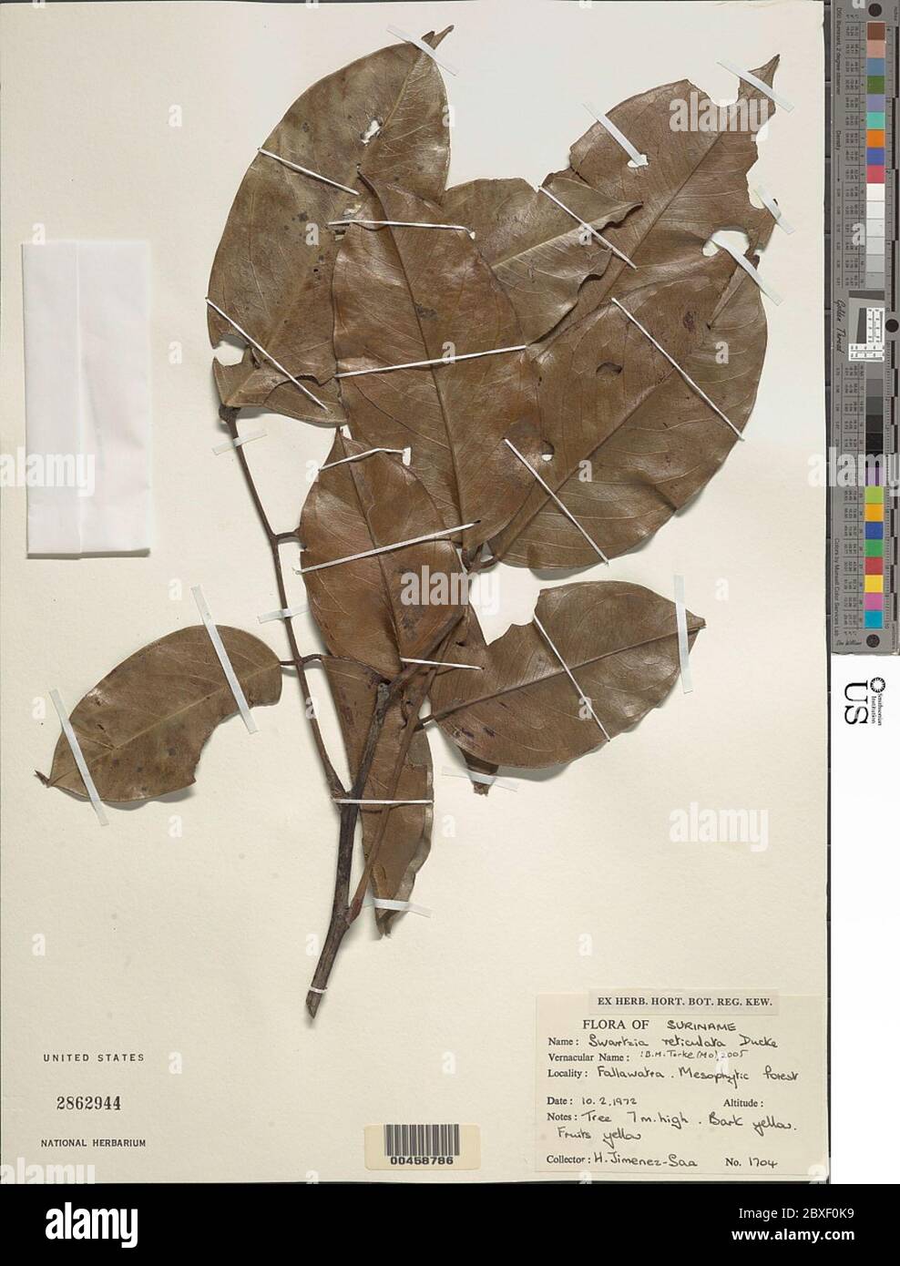 Swartzia hi-res stock photography and images - Alamy